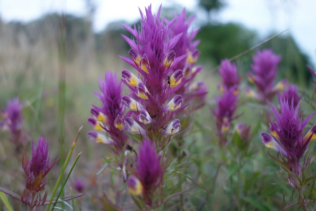 ELFi talgute X Suvekool Palupõhjas (täistaimetoiduga) – ELFi Loodustalgud